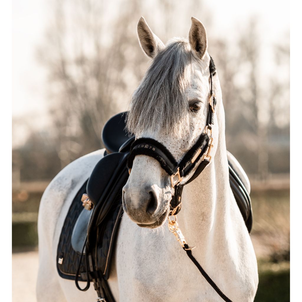 Cavallo Luciele Limited Edition Fleece Lined Halter – Horse in the Box
